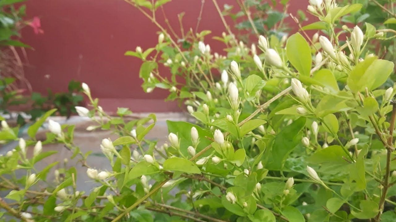 மாடி தோட்டத்தில் மல்லி அதிக பூக்கள் பூக்க| Top 5 tips to get more buds ...