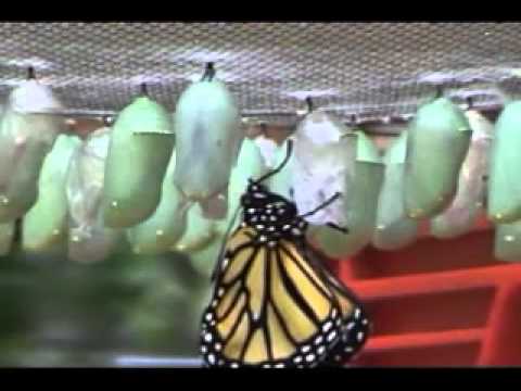 Time lapse 2 of Monarch Butterfly being born YouTube - YouTube