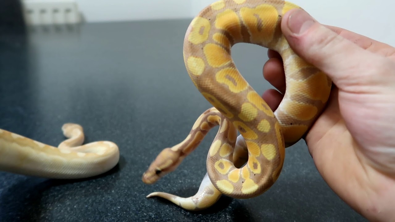 Super special ball python. - YouTube