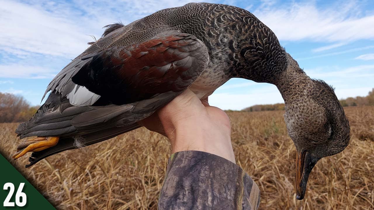 Hunting a HIDDEN Pool with @freelanceduckhunting | 28 Gauge Duck ...