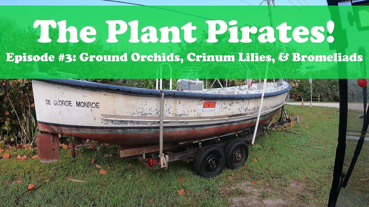 THE PLANT PIRATES! Episode #3: Ground Orchids, Crinum Lilies ...