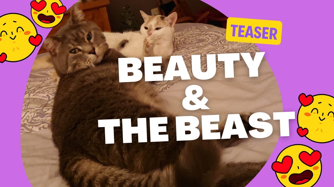 [TEASER] Beauty & the Beast - A CAT LOVE STORY - YouTube
