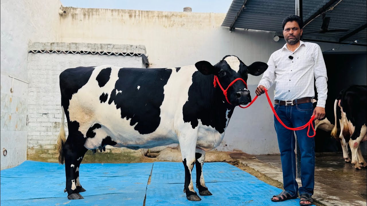 Top Genetic || Full Pure Breed at Lalka Dairy Farm - YouTube