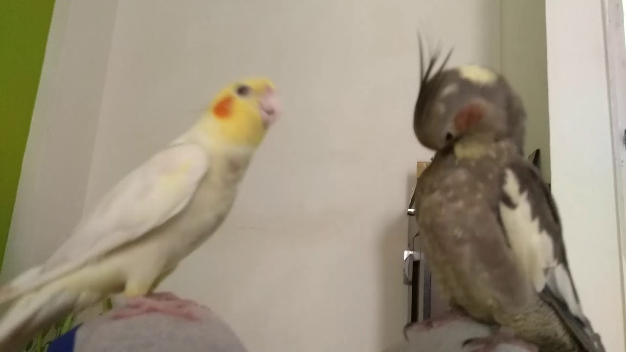 Cocktail birds - YouTube