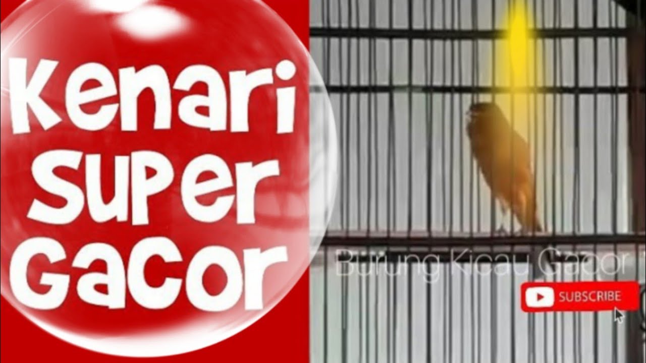 Kenari Super Gacor, Cocok buat Masteran Kenari - YouTube