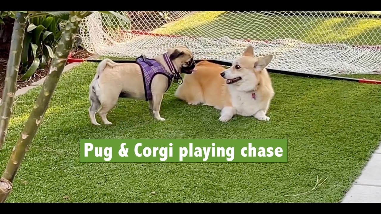 Luna the Corgi and Phoebe the Pug having fun! - YouTube