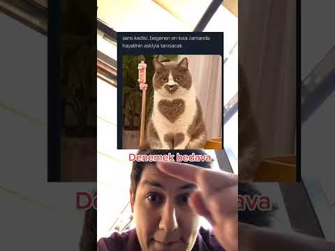 kalpli kedi #kediler