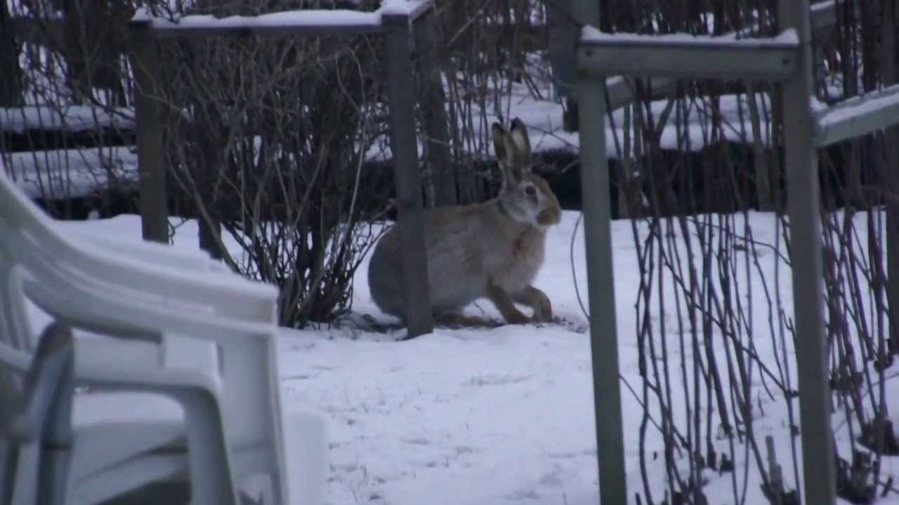 our City Rabbit - Lepus Europaeus - YouTube