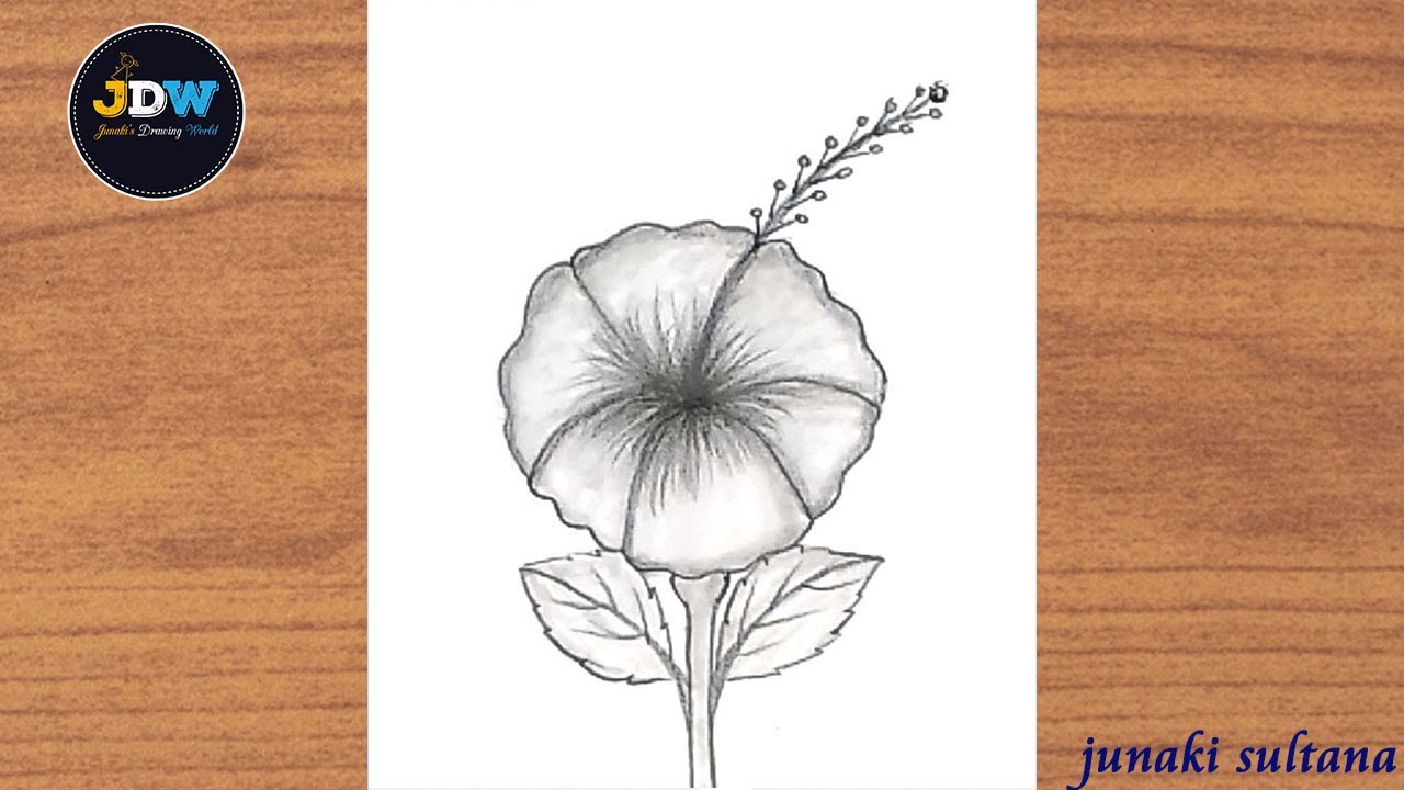 How to draw China Rose 🌺|| Hibiscus Flower drawing for beginners ...