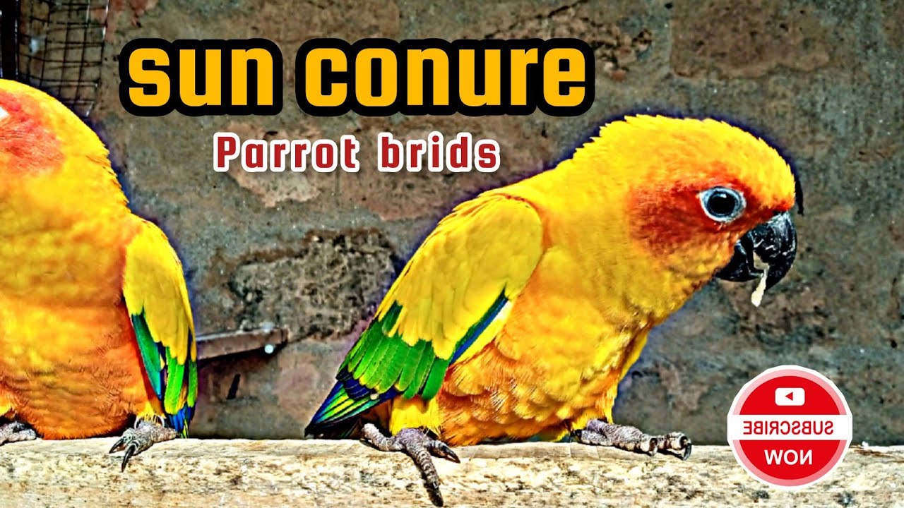 Sun cnoure Amazing Sun Conure Birds | I Love my Sun cnoure most ...