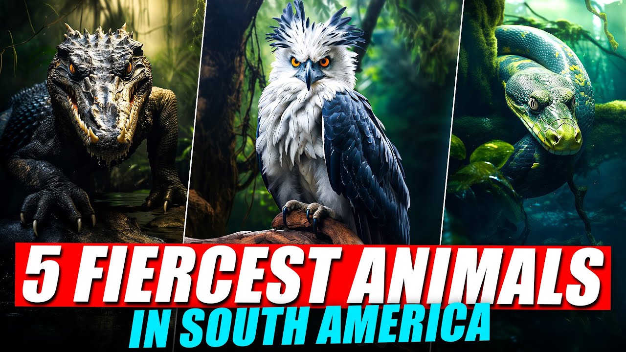 Top 5 Fiercest Predators in South America Countdown - YouTube