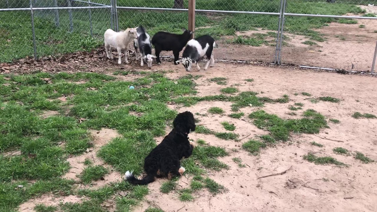 Hanging with the goats - YouTube