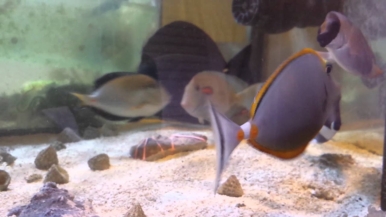 Orange Shoulder Tang $119 - the Reef Corner - YouTube