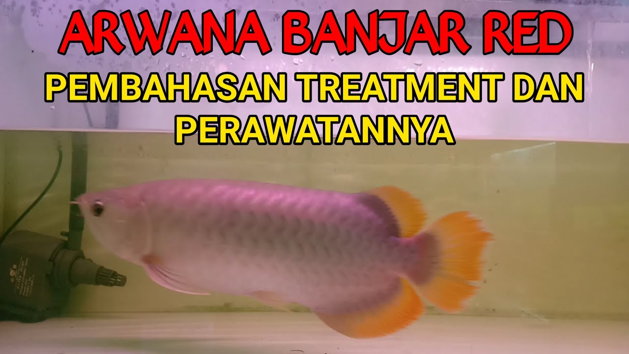 Arwnana Banjar Red pembahasan dan perawatan serta pemeliharaanya - YouTube