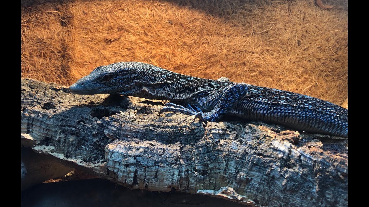 Unboxing Blue Tree Monitor Lizard - YouTube