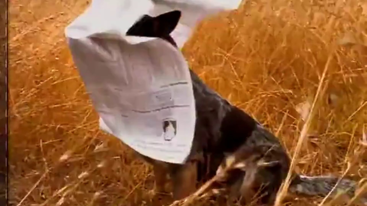 Daewoo Free Care Service Dog commercial (au) - YouTube