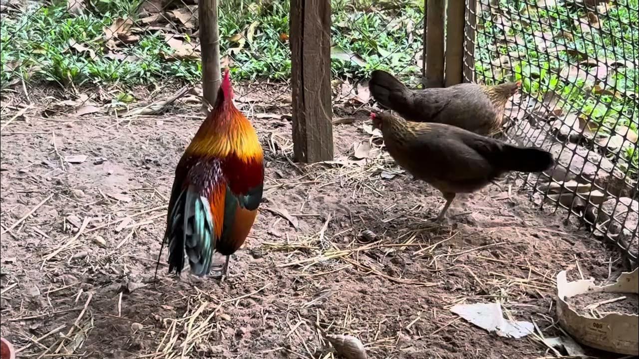 Qaib qus zoo nraug 2024 - YouTube