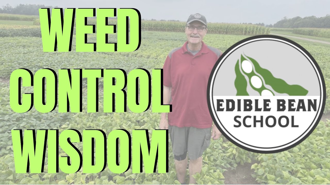Edible Bean School: Weed control wisdom with Peter Sikkema - YouTube