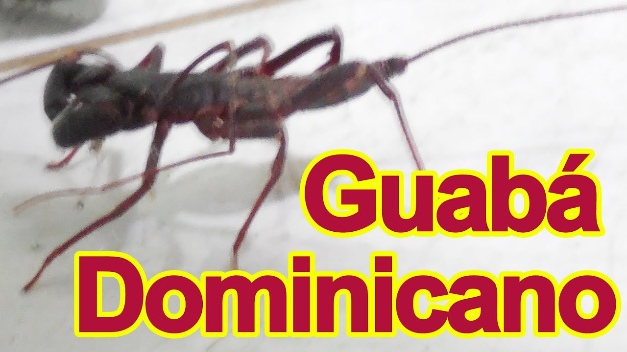 El vinagrillo o Escorpion Latigo un animal que luce extremadamente ...