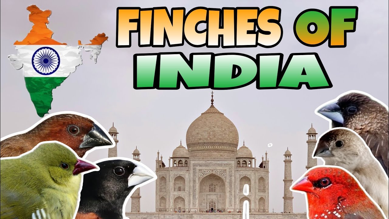 Indian Finches - YouTube