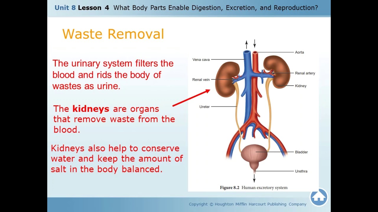 Digestion Excretion Reproduction - YouTube