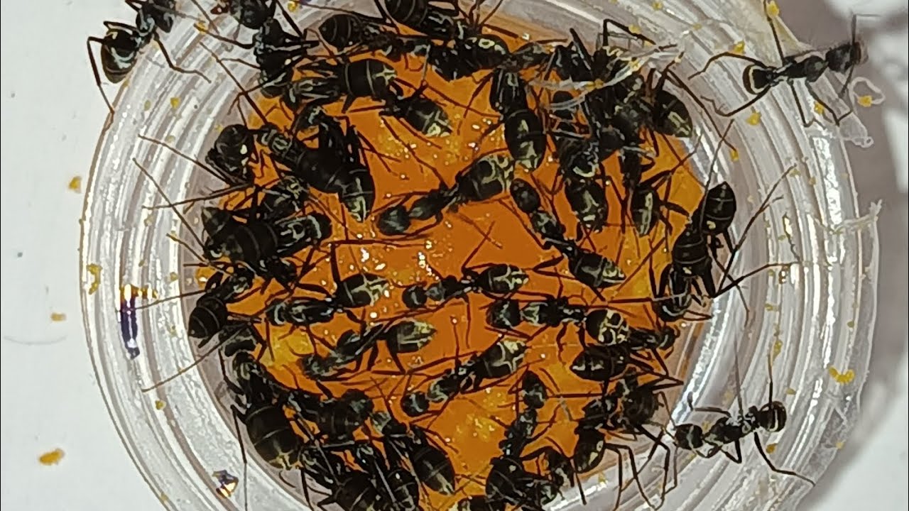 Black ants eating yellow jelly - YouTube