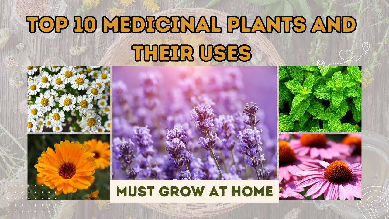 Top 10 Medicinal Plant And Their Uses Youtube
