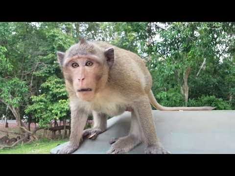 The Ultimate Funny Monkey Compilation || Monkey Fails by FailArmy - YouTube