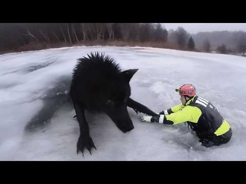 Tiere, die Menschen um Hilfe und Freundlichkeit baten!