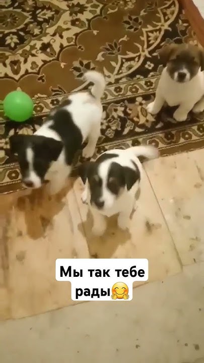 Радости встрече нет предела🥰 джекрасселтерьер собака собаки