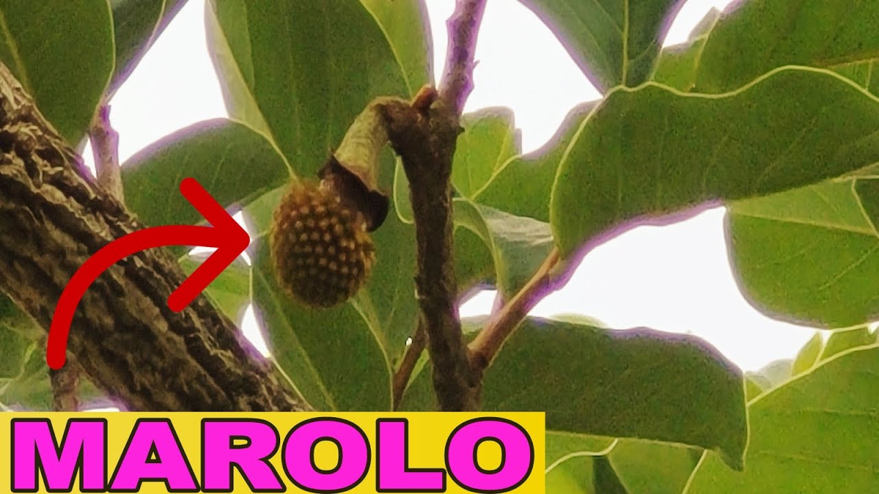 👉 PRIMEIRO FRUTO DA ÁRVORE #MAROLO DO CERRADO,😍 O FRUTO VINGOU!🙏🙏# ...