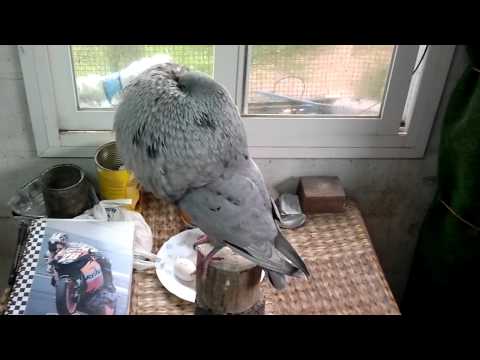 Palomas Buchonas Gaditanas Grabi el karateka 2 - YouTube