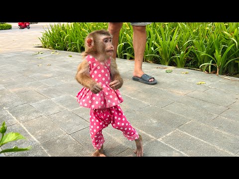 Tina the monkey was curious and delighted when Uncle Tuan took her for a walk in the park.