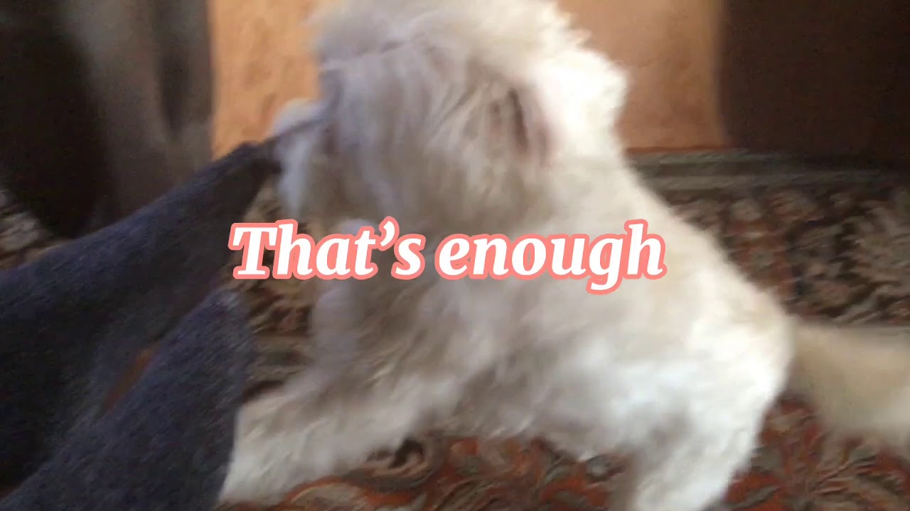 Sad dog edit 😭 - YouTube