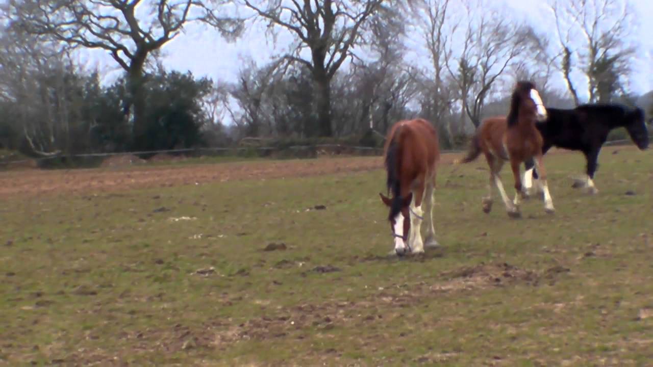Shire yearling fillys playing - YouTube