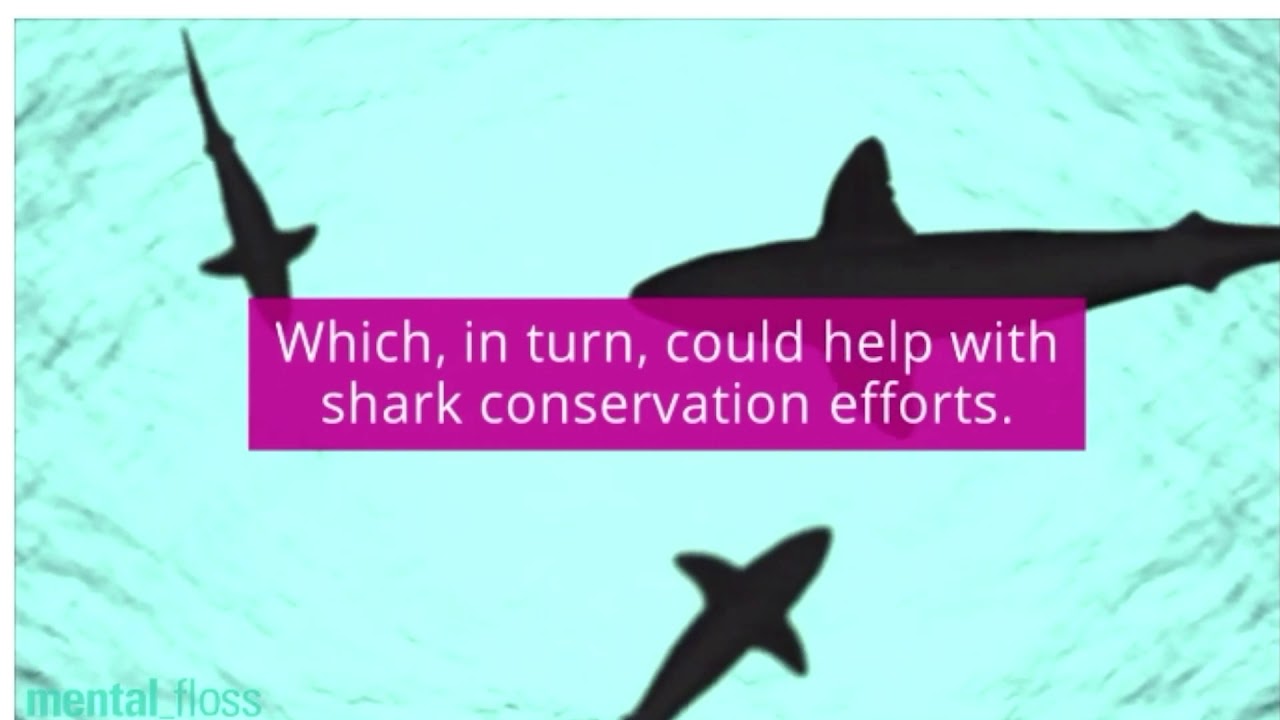 Shark Video Edited - YouTube