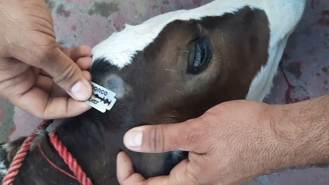 Disbudding in calf! बछड़ों का सींग सेकना /रोधना! Potassium Hydroxide ...