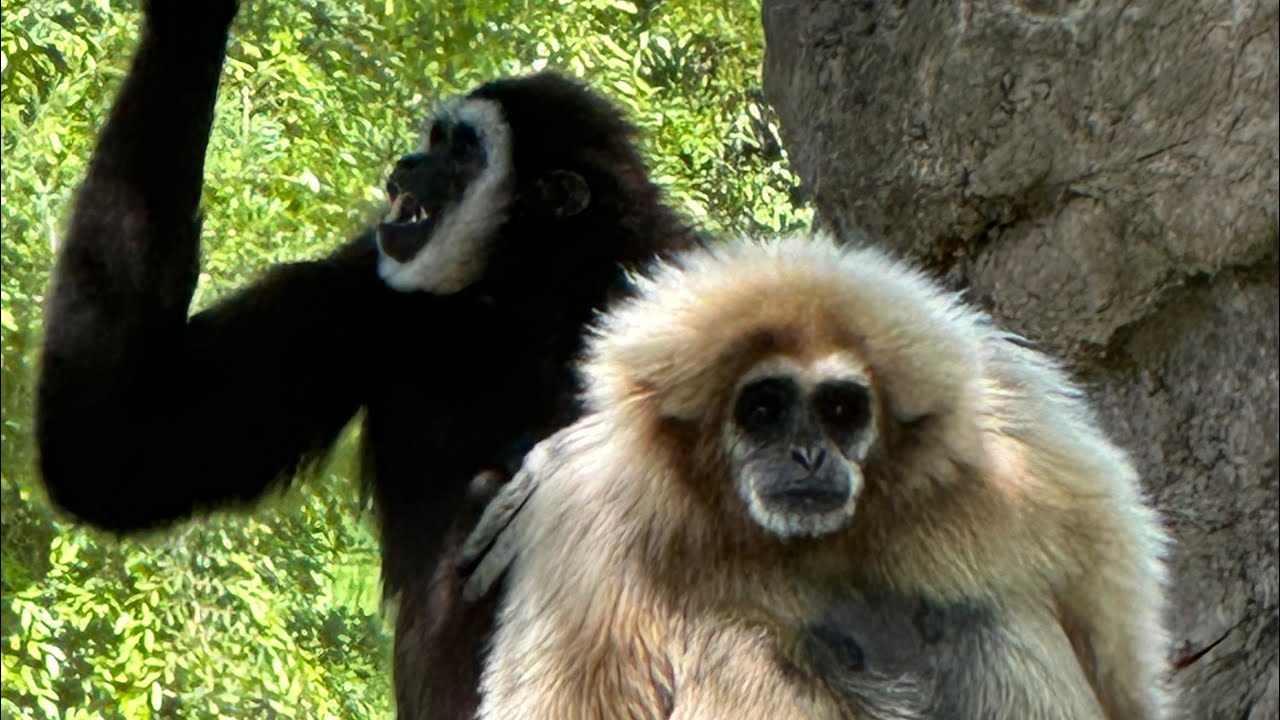 Gibbon Swinging - YouTube