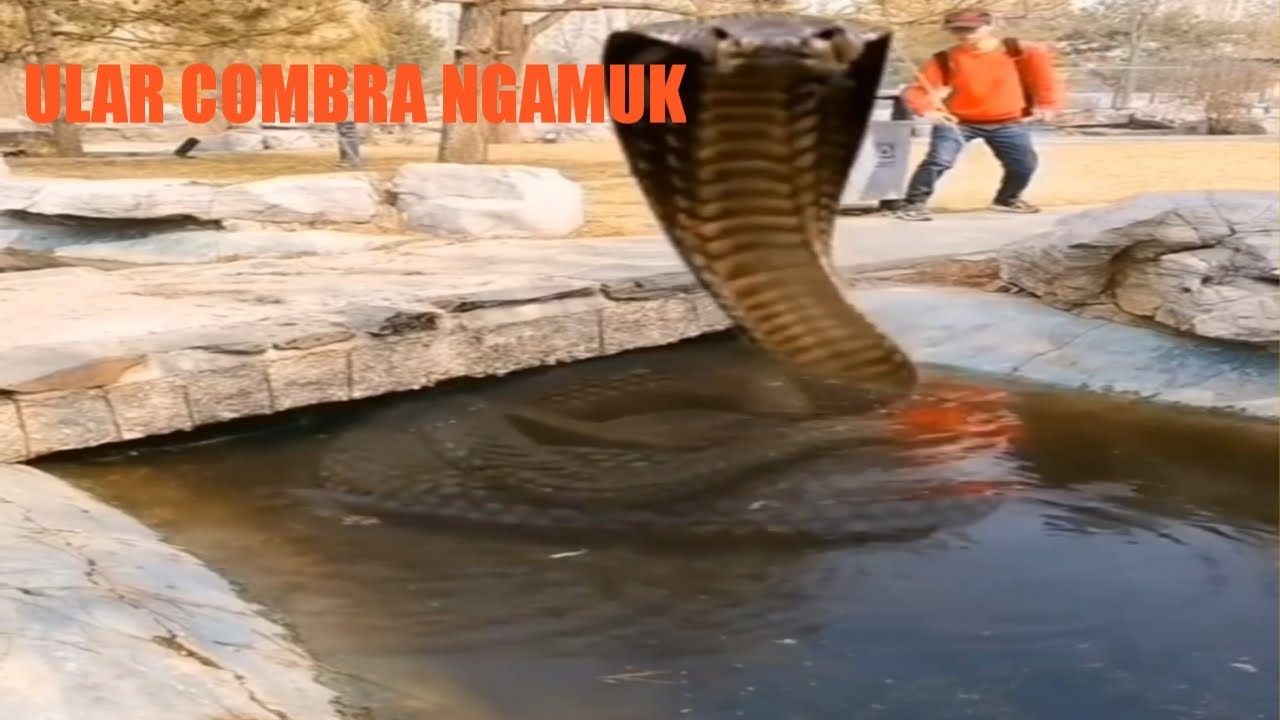 ULAR COBRA NGAMUK SAAT DI PUKUL SERAM😱😱 - YouTube