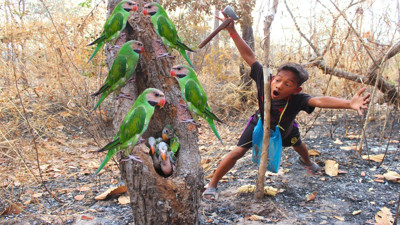 Wow, lots of pretty parrots in the hole#bird #parrot #baby #beautiful # ...