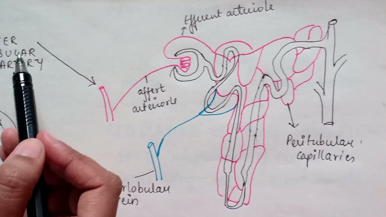 Renal circulation -Physiology | Renal blood flow - YouTube