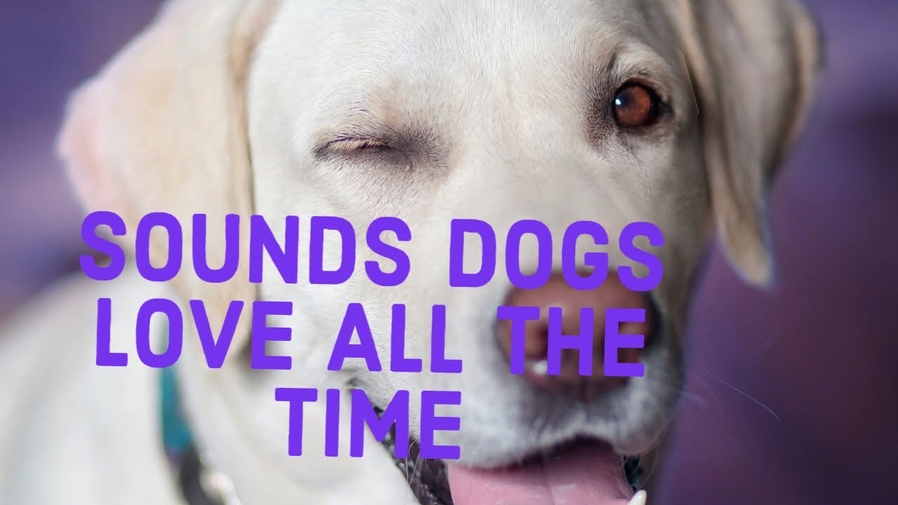 Sounds Dogs Love All the Time, Sounds that Attract Dogs - YouTube