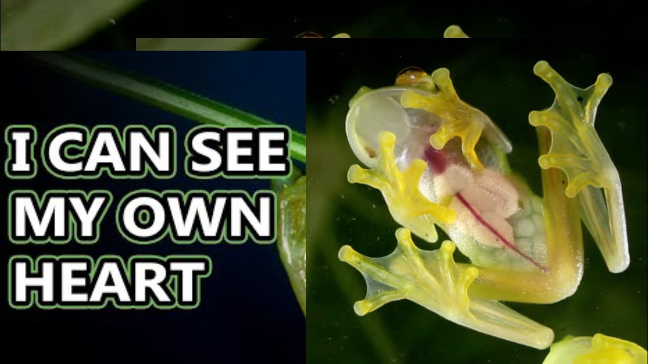 "Glass Frogs: The Transparent Marvels of the Rainforest 🌿🐸" | Magic ...