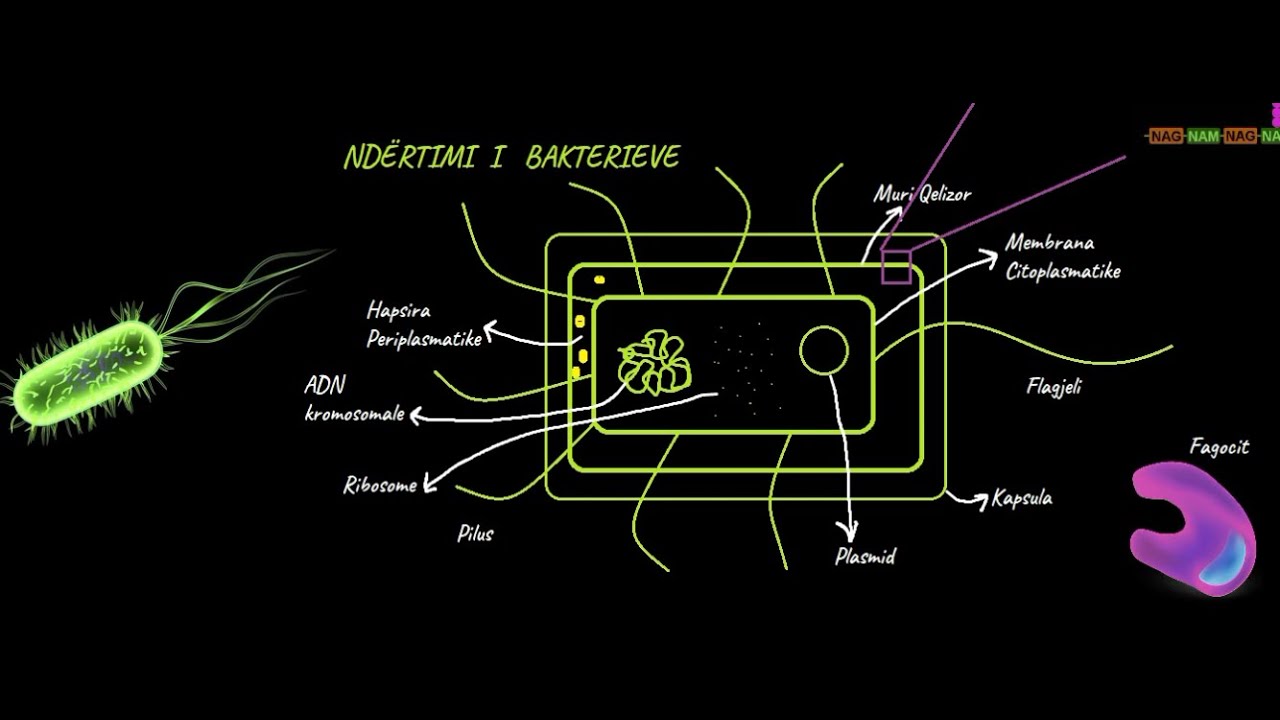 Ndërtimi i Bakterieve dhe Antibiotikët -Mikrobiologji - YouTube