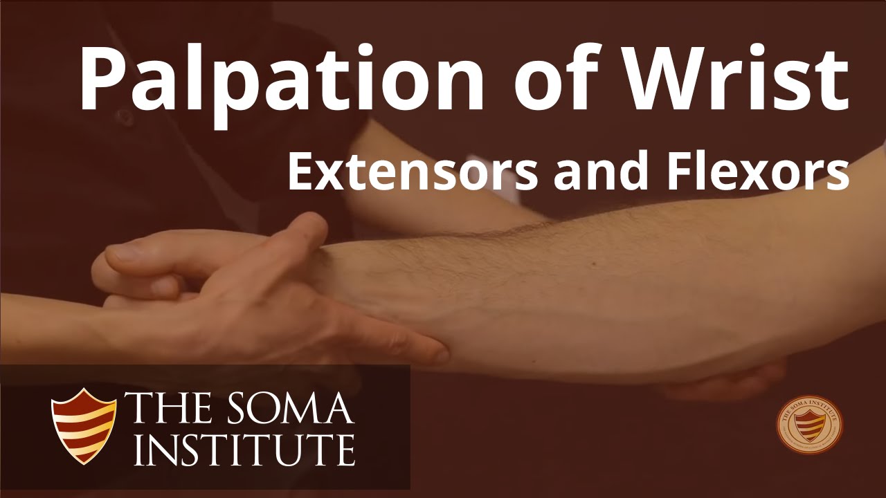 Palpation of the Extensors and Flexors of the Wrist - YouTube