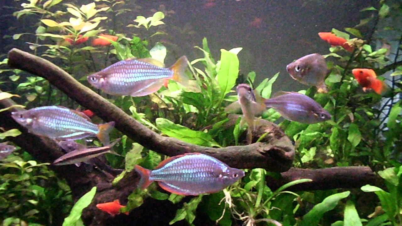 90L Planted, Community Aquarium - YouTube