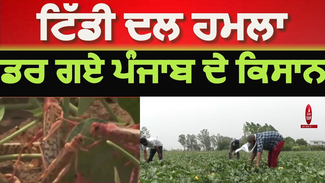 Tiddi Dal attack| Punjab Farmers worried about Tiddi dal | Punjab on ...
