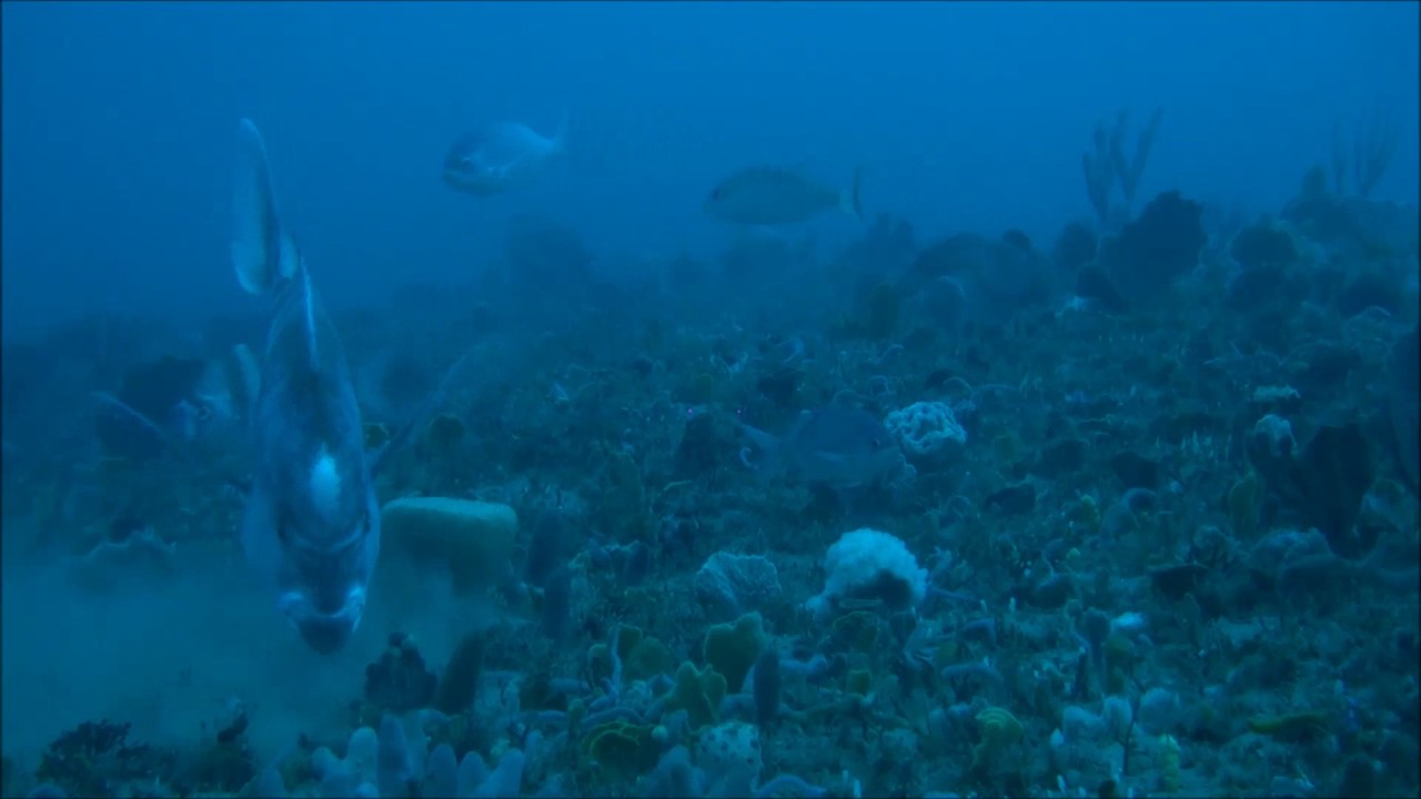 DST/NRF ACEP Imida Project: Red stumpnose foraging for food. - YouTube
