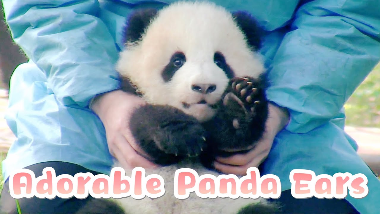 Stop! It’s My Turn To Pinch The Baby Pandas’ Ears | iPanda - YouTube