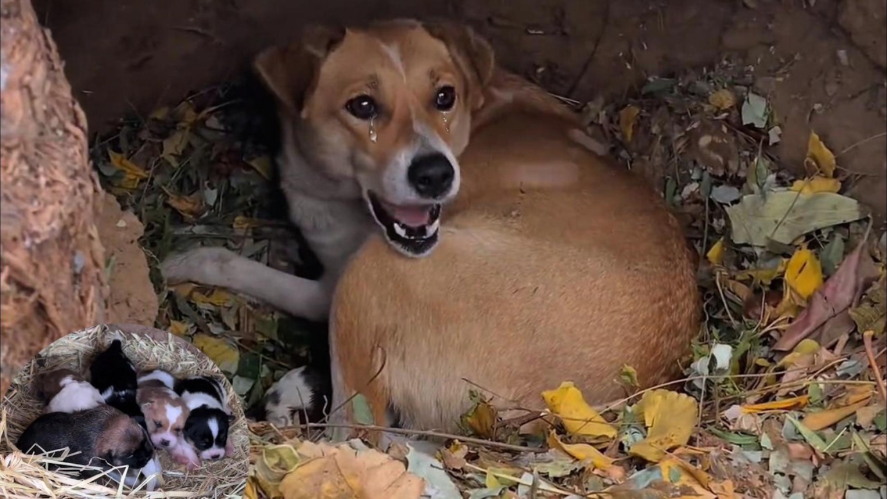 In -17°C, she lay in a cave holding five crying children, shivering ...